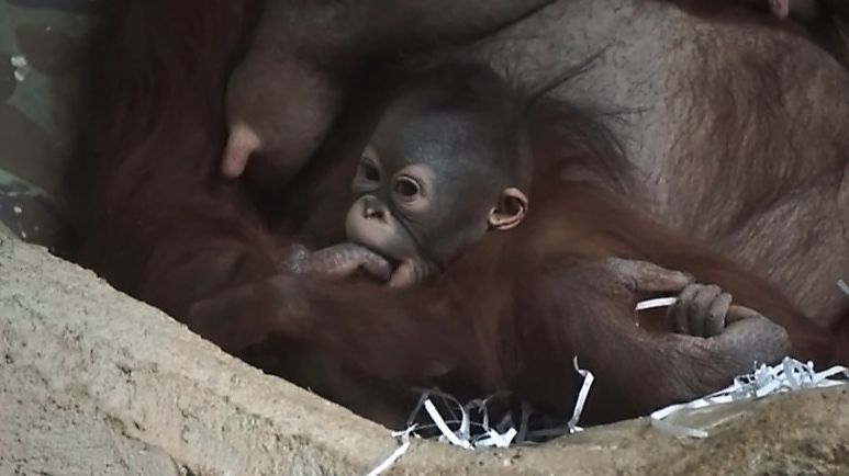 Орангутанов Буту и Мишель с дочкой пригласили на завтрак, но Бату забрал все вкусное и ушел.