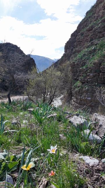 Водопад Пальтау и тюльпаны 🌷 Успей за 14 дней!