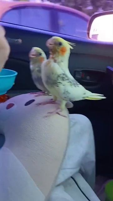 Смешные попугаи