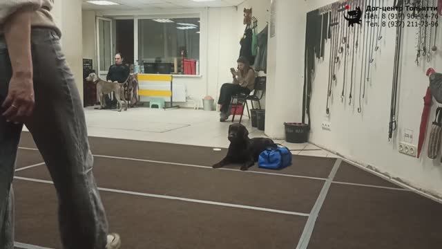 Лабрадор Бруни. Занятие по дрессировке: команда Место. Тольятти, 18 марта 2026.