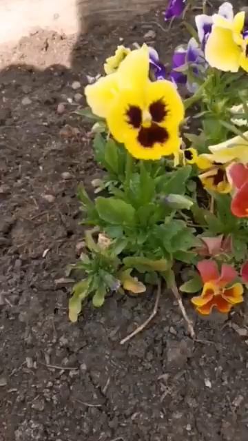 Собрала цветы для украшений из эпоксидной смолы 2023