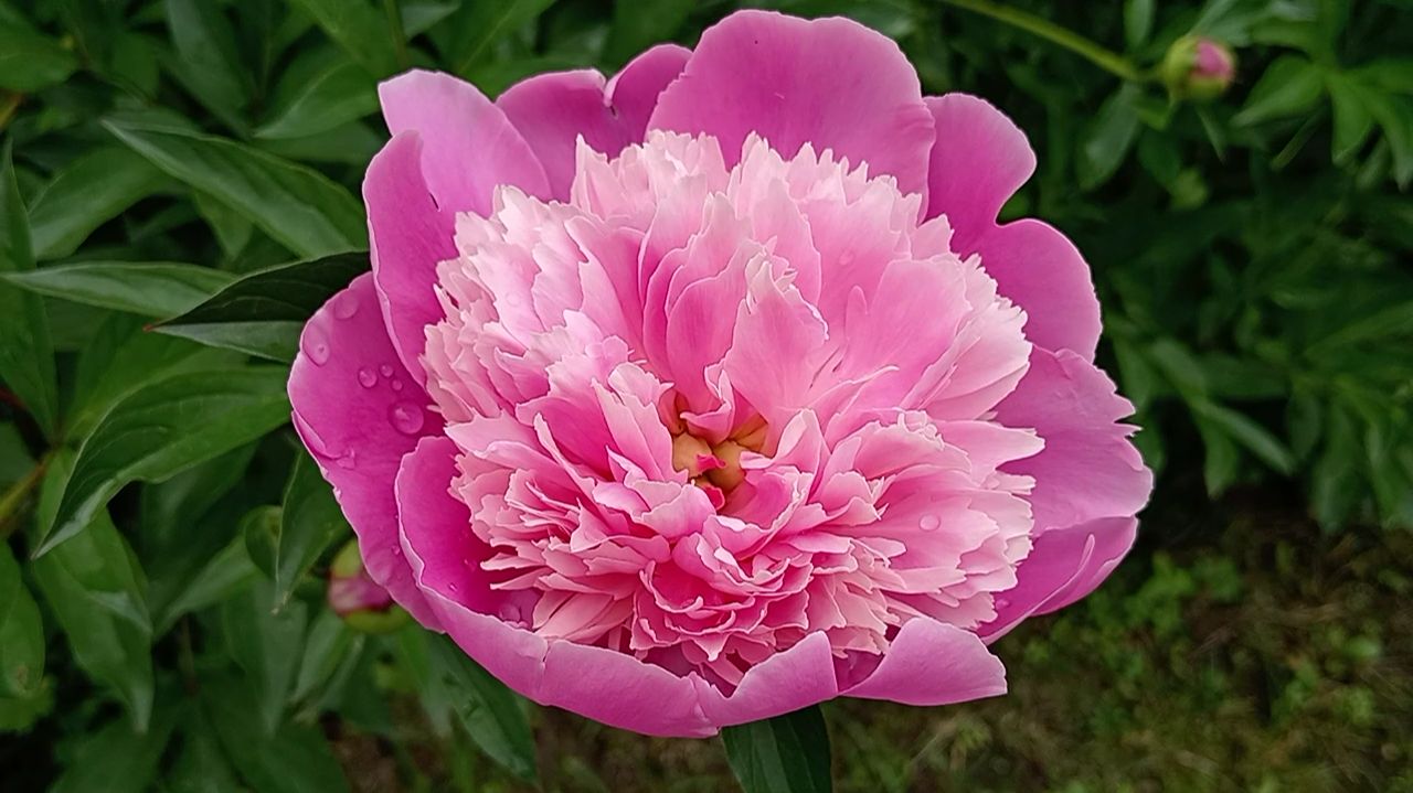 Пион розовый