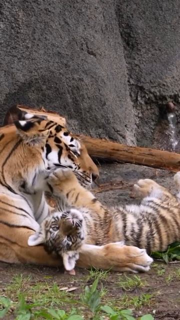 Мамина нежность