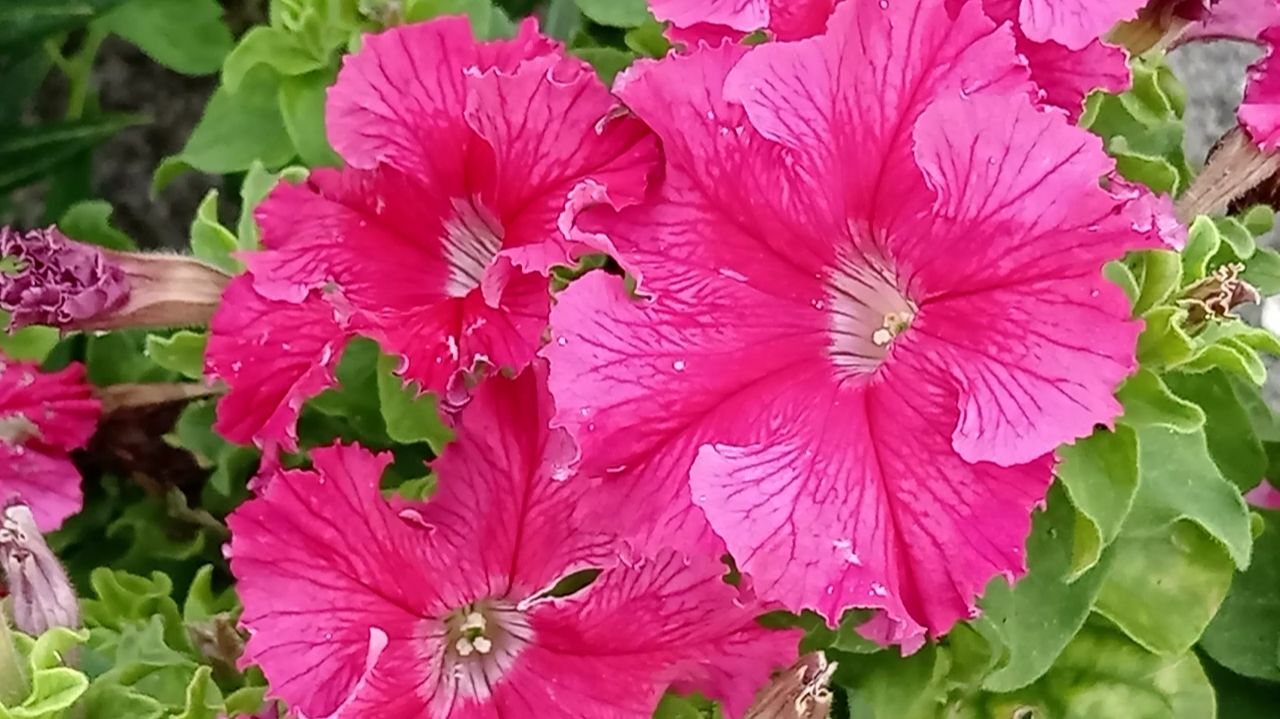 Петуния Афродита розовая