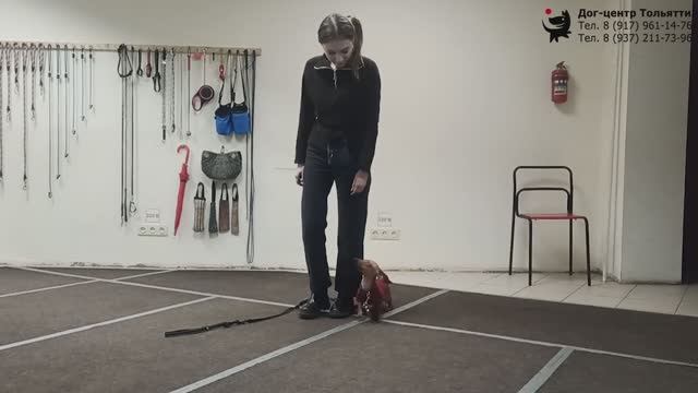 Такса Бусинка. Фрагмент индивидуального занятия по дрессировке: обучение собаки команде Рядом.