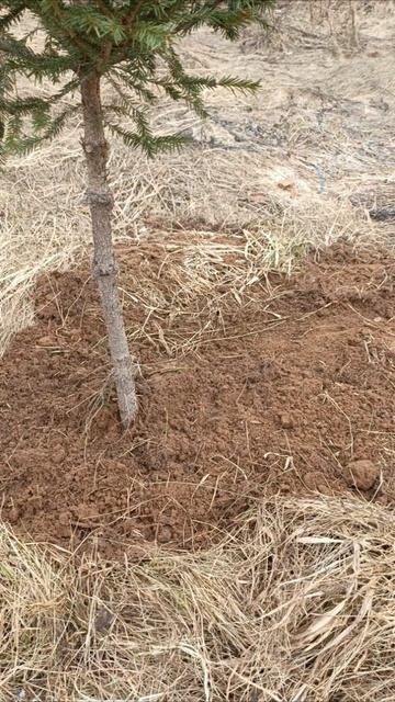 Уже копаюсь в саду, началось..😄