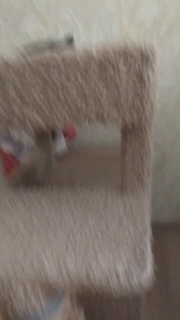 Как же классно играться с кошкой