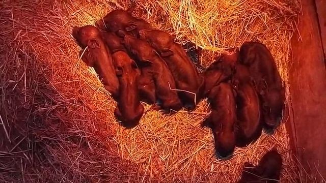 новорожденные вьетнамские вислобрюхие поросята