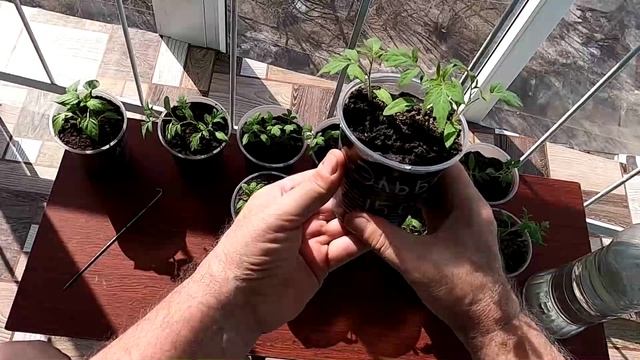 Полив молодой рассады