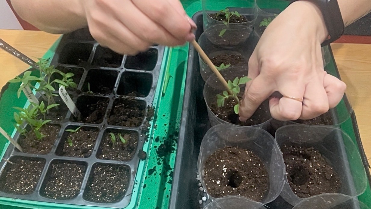 30 марта. ПИКИРОВКА РАССАДЫ ТОМАТОВ 🌱