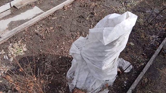 2341. Рассадный 2026 г.Гортензии ранней весной.