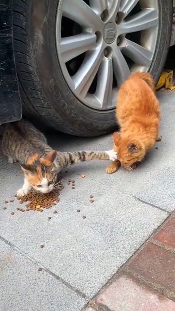 В ОЧЕРЕДЬ, СУКИНЫ ДЕТИ...