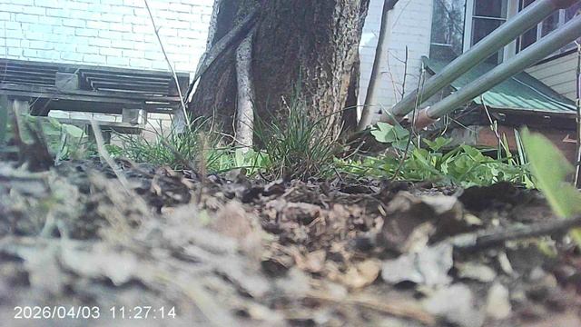 Удаление поросли плодового дерева