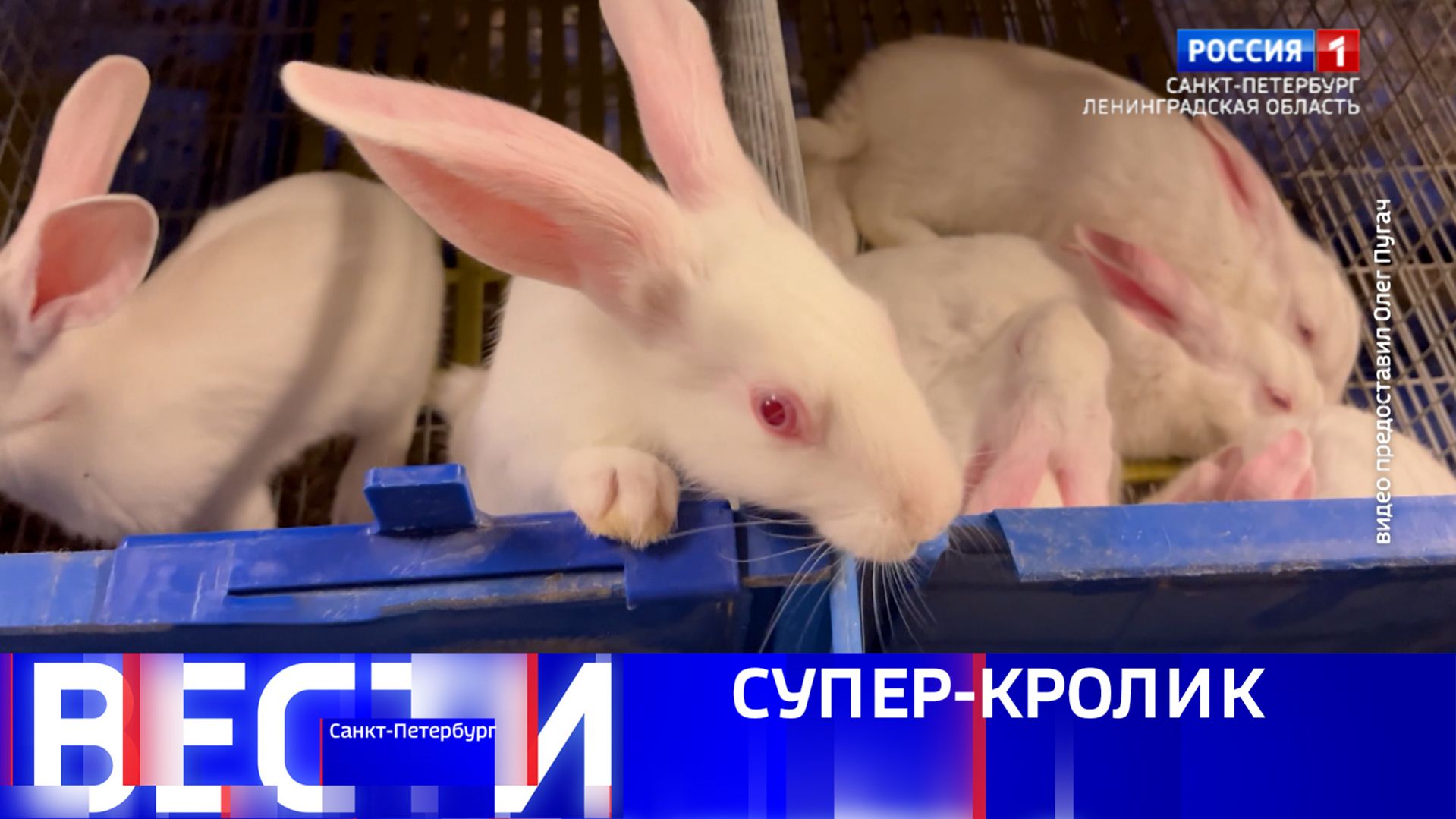 Вести Санкт-Петербург. Выпуск 11.30 от 03.04.2026