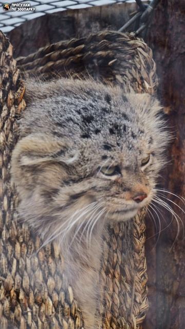 Манул Пепе хозяйничает в гамаке Шу. Ленинградский зоопарк