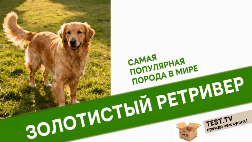 Test.tv: Все для животных. Золотистый ретривер – самая популярная порода в мире