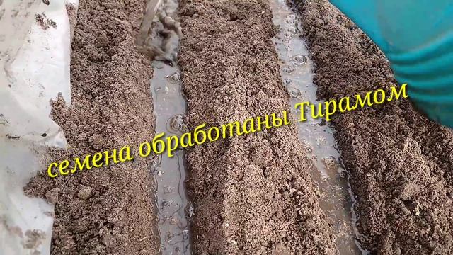 2337.Рассадный 2026 г..Первый посев капусты