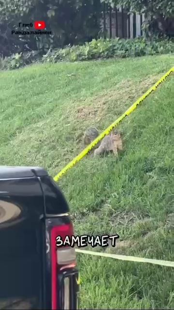 Факты про самых милых грызунов - про белок