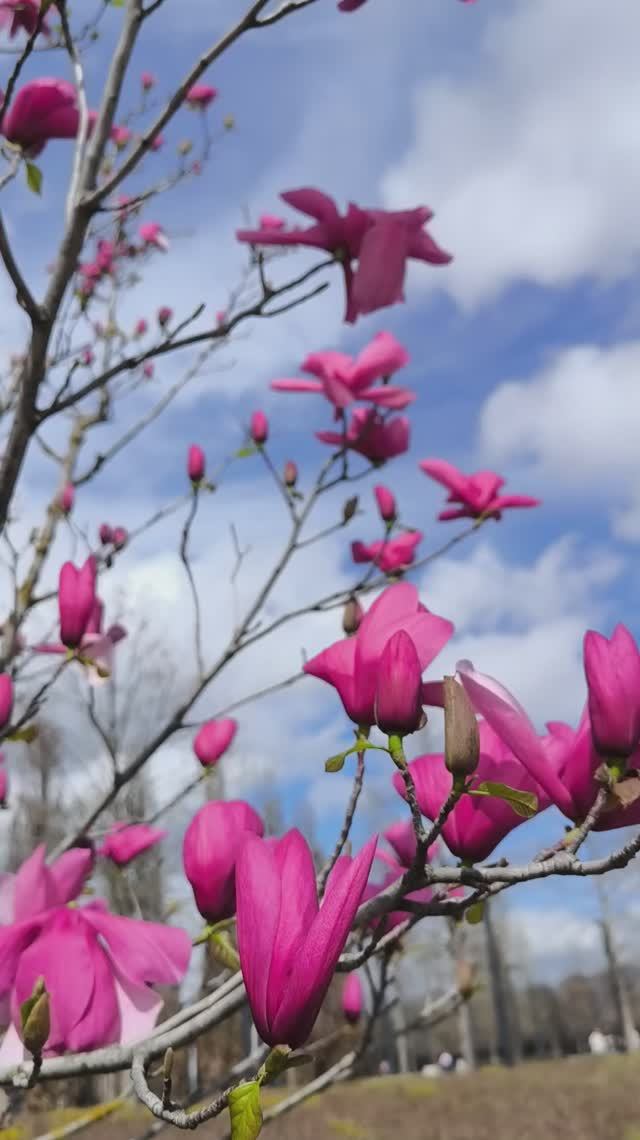🌸МАГНОЛИЯ СУЛАНДЖА ПОКОРЯЕТ СЕРДЦА ГОСТЕЙ РАЗГАР ВЕСНЫ АПРЕЛЬ ПАРК ГАЛИЦКОГО КРАСНОДАР