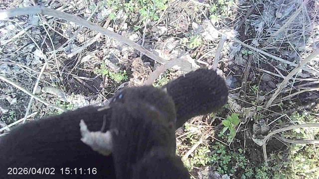 Разбор растений: малина и сорняковый сухостой