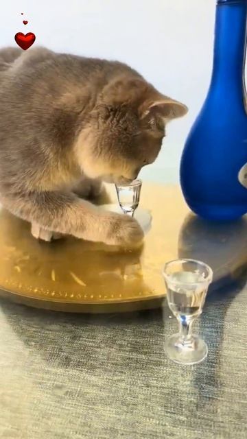 Котику очень пить хочется!😻Веселые котики. Коты хулиганы! Невероятные трюки! #кот #хулиган #short