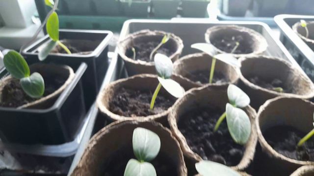 РАБОТЫ В САДУ ДОМА И НА ДАЧЕ