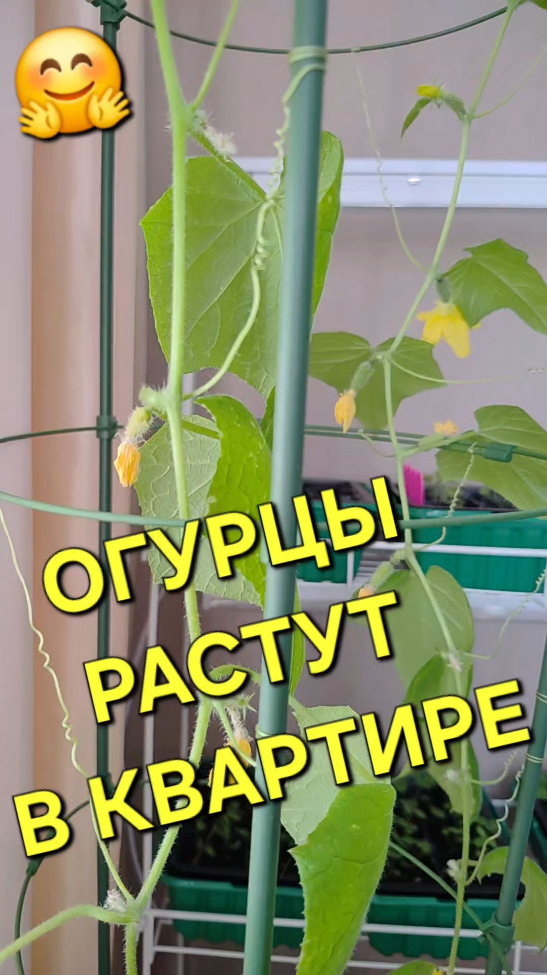 ОГУРЦЫ на подоконнике