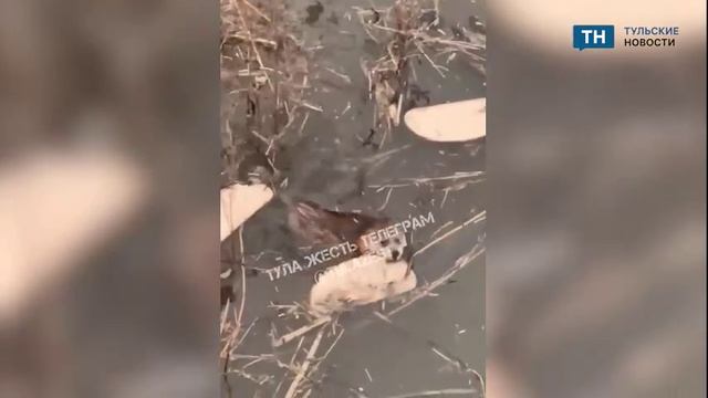 Под Зареченским мостом в Туле заметили завтракающего бобра
