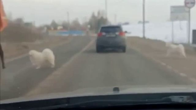 Животные бегают по дороге в Наро Фоминске