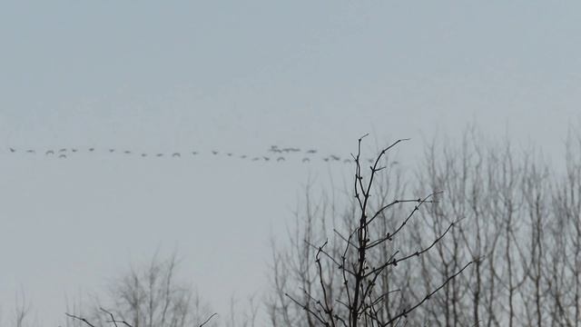 Очень много гусей над Ижорой в Межстоличьи