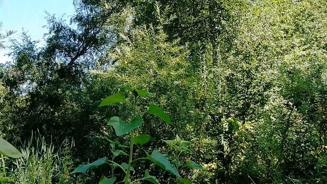 Белые ромашки