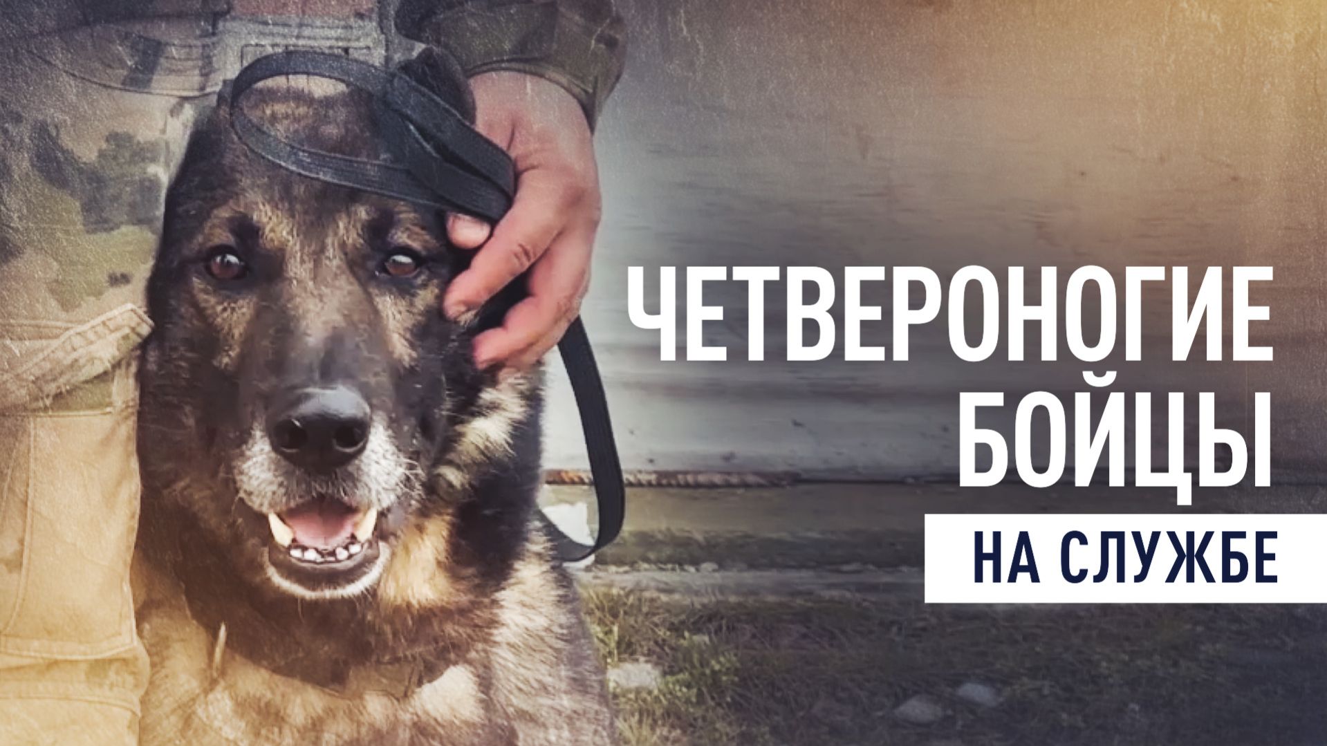 Нюх на опасность: как служебные собаки помогают выявлять взрывчатку и задерживать преступников