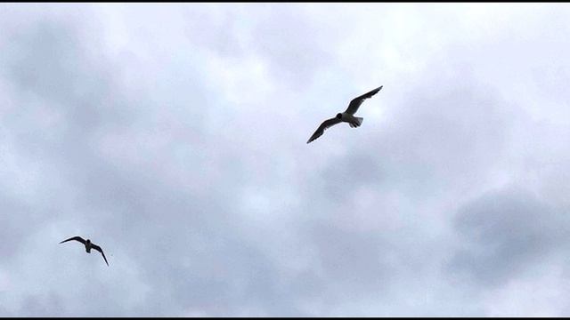 А. Пушкин. Письмо Онегина к Татьяне. Отрывок из романа  "Евгений Онегин"