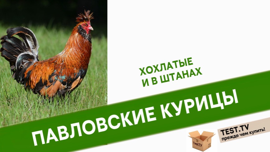 TEST.TV: Павловские курицы. Хохлатые и в штанах!