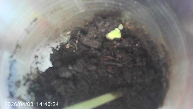 У кабачка сорта "Грибовские" взошла другая семечка!