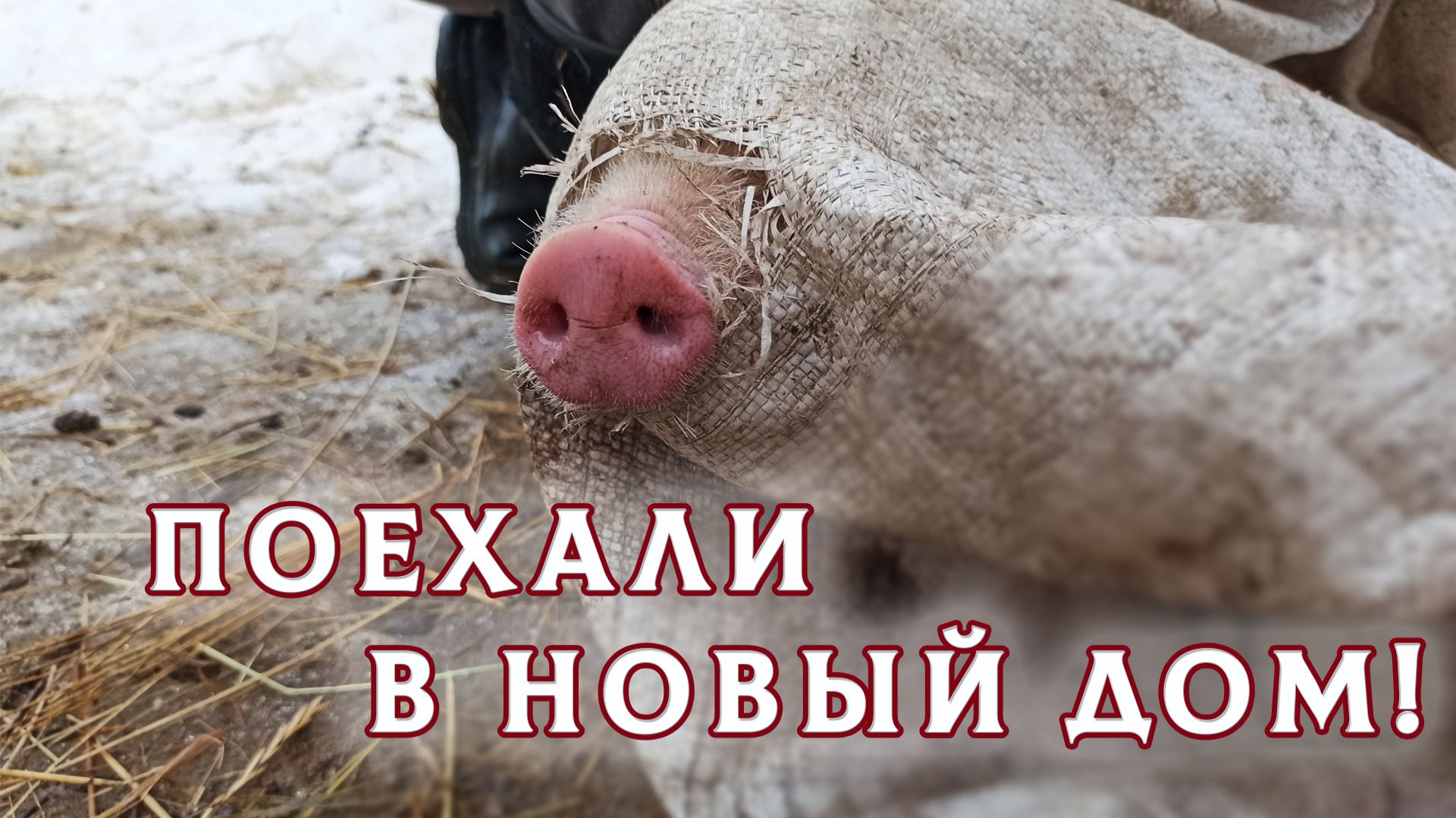 1,5 месяца — и в новый мир: как поросята уезжают от нас на снегоходе ❤️