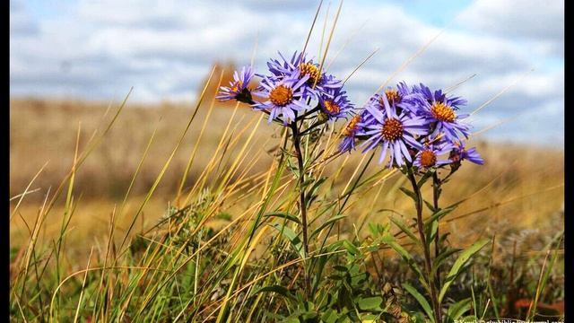 А. Пушкин. Цветы последние милей...