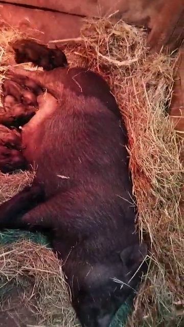 Обменяла крикливую овцу на 3 поросят породы венгерская пуховая мангалица