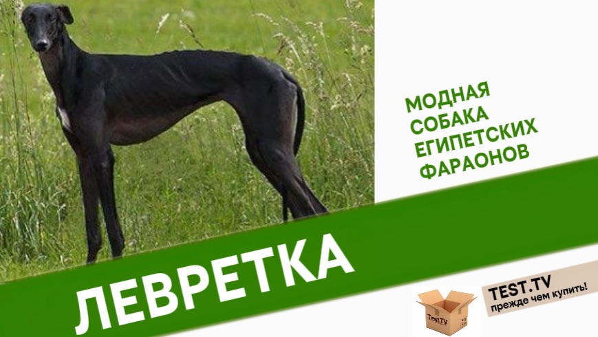 Test.tv: Все для животных. Левретка – модная собака египетских фараонов