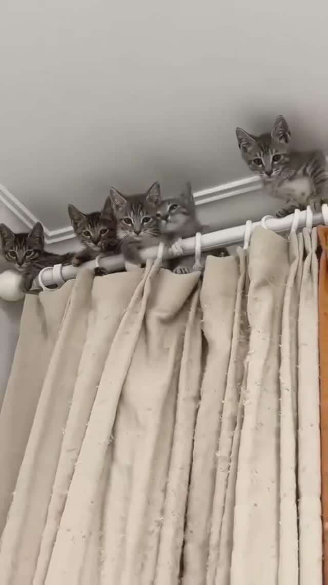 весёлая подборка с котиками