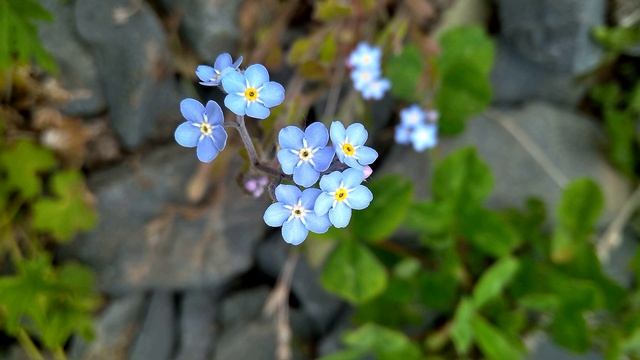 А. Пушкин. Я помню чудное мгновенье...