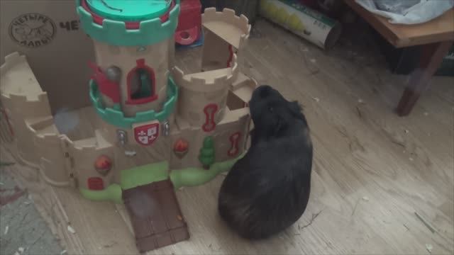 2024 Блэкки 21.03.24