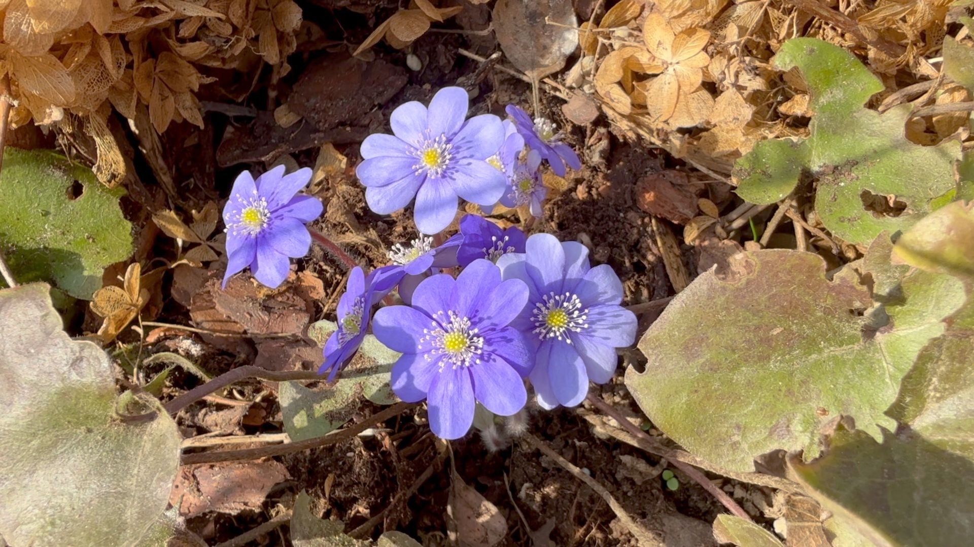 Март в Саду 29 и 31 марта 2026