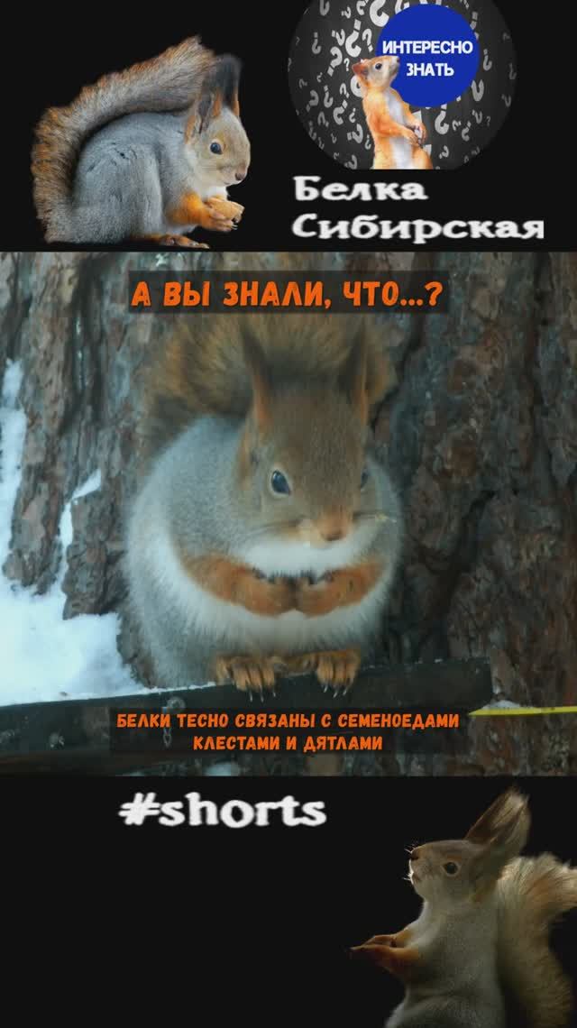 Как белке помогают клесты и дятлы