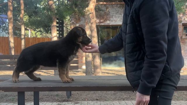 Баларис Ц3 СУКА,  1 месяц 27 дней. (Star Winner DARK FIRE — Баларис СПЕЙС)