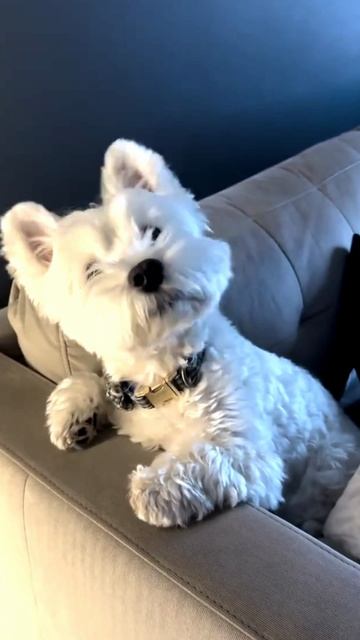 Футаж ПУШИСТАЯ СОБАЧКА № 524