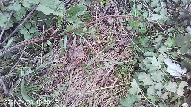 Уборка сорняка в северном углу огорода