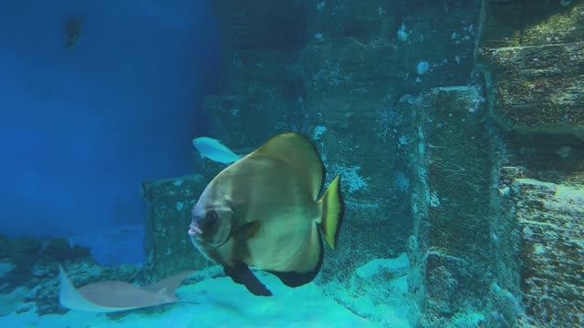 Скаты. Акулы. Рыбки. Восточноамериканский бычерыл. Кошачья акула. Релакс. Москвариум. Апрель 2026