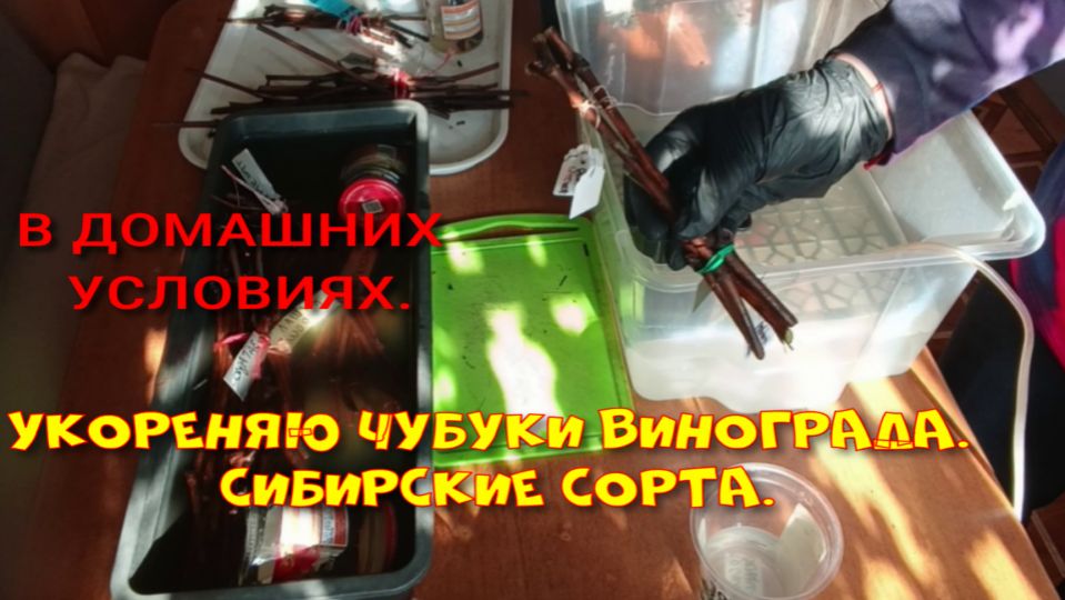 УКОРЕНЯЮ ЧУБУКИ ВИНОГРАДА В ДОМАШНИХ УСЛОВИЯХ. 2026