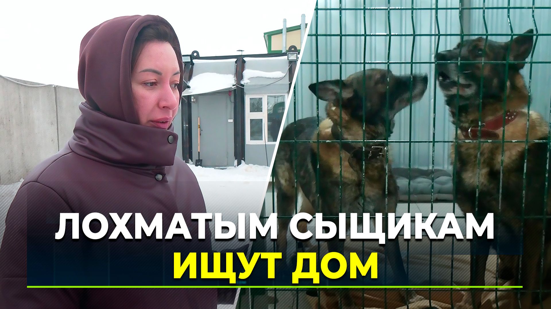 Собаки, которые всю жизнь служили в полиции, оказались в приюте